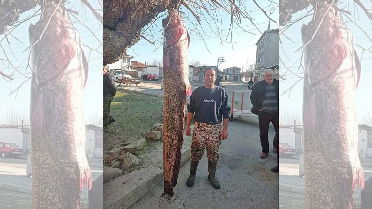 Meriç Nehri'nde 2 metre 30 santimetrelik yayın balığı yakalandı - Sözcü