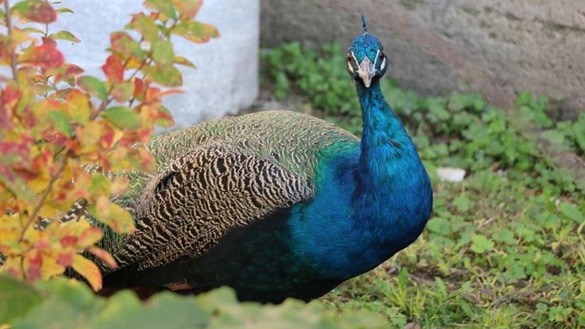 Koruma altındaki tavus kuşlarının sayısının artırılması hedefleniyor - Sözcü