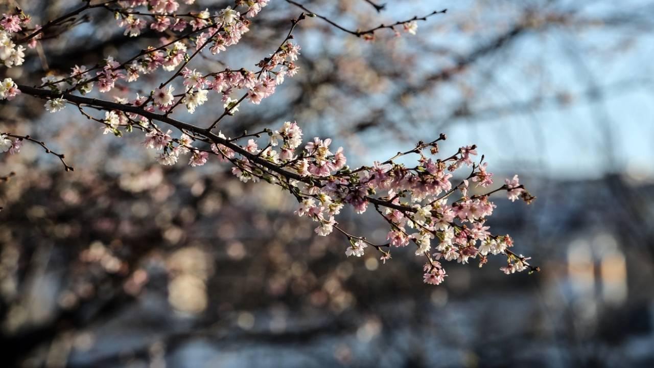 Ramazanın ilk iki haftası bahar havasında geçecek - Sözcü