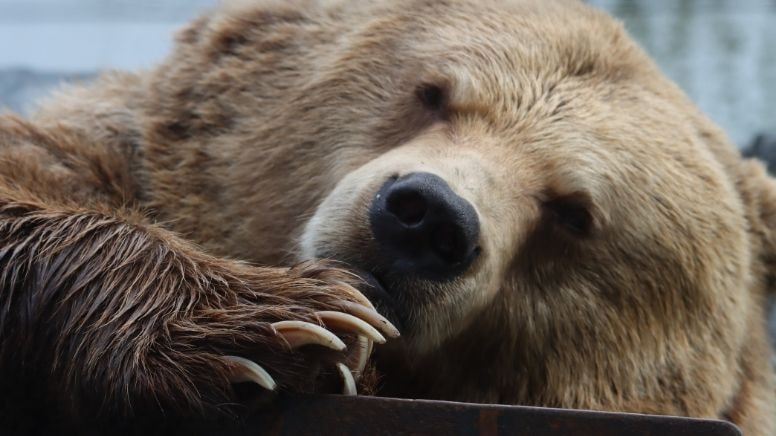 Trabzon'da ayılar dehşet saçtı: Evlerin kapı ve pencerelerini kırdılar ...
