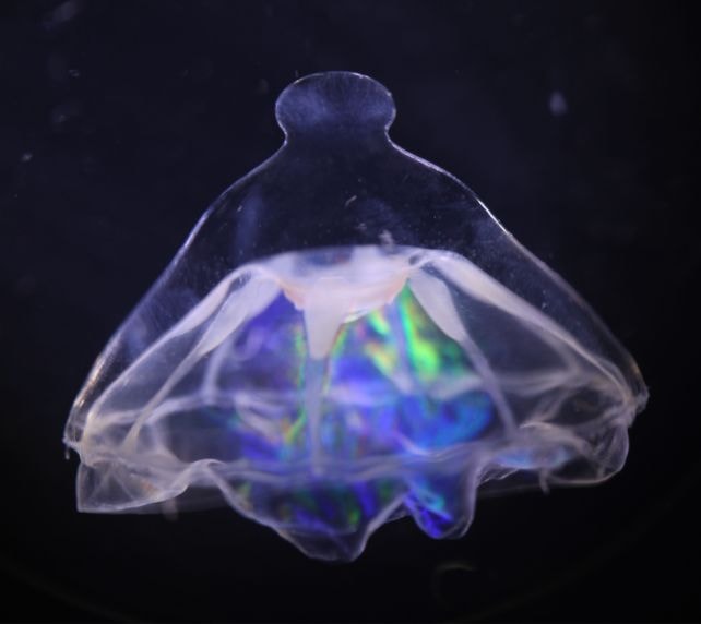 Okyanusta görünmeyen sınır: Orayı geçemiyorlar - Sözcü